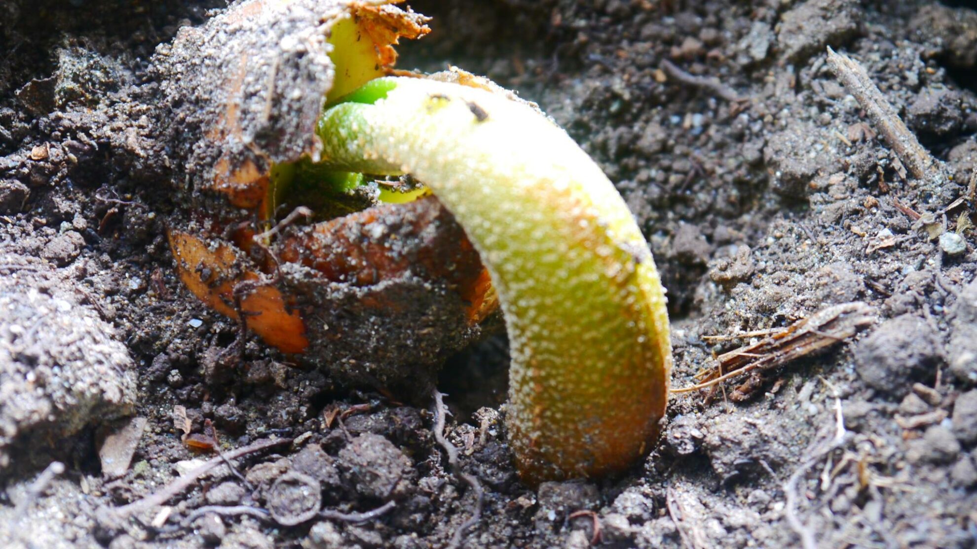 Wanted plant genetics - Terra Frutis